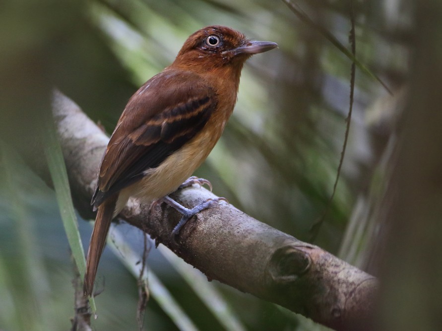 Bright-rumped Attila - eBird