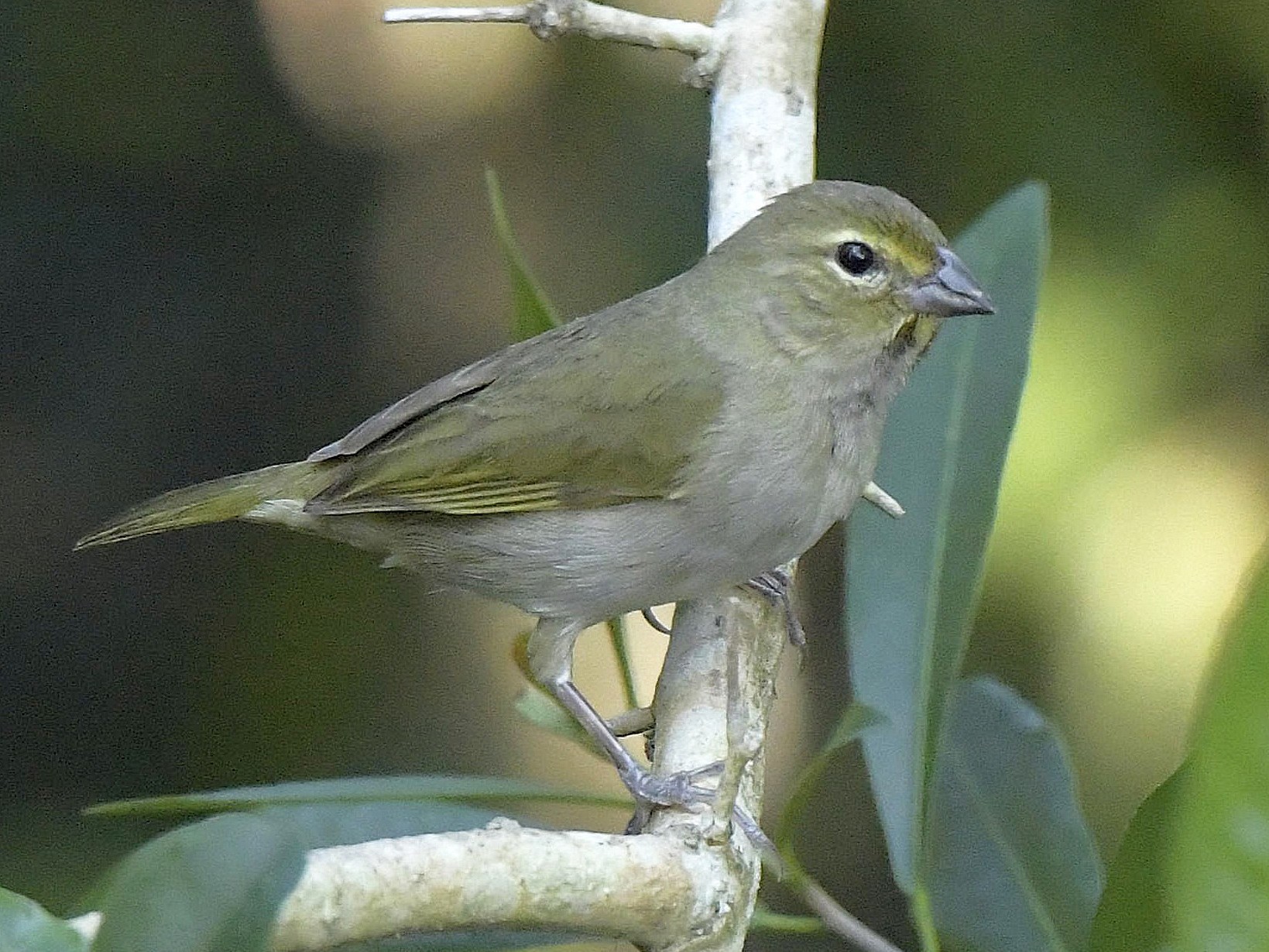 Yellow-faced Grassquit - eBird
