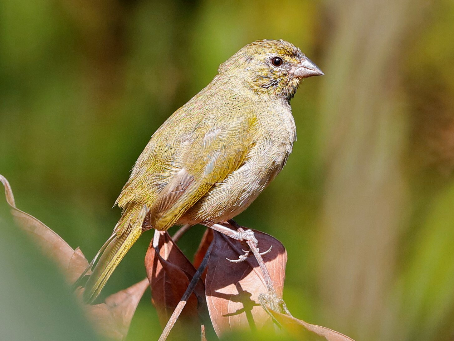 Yellow-faced Grassquit - eBird