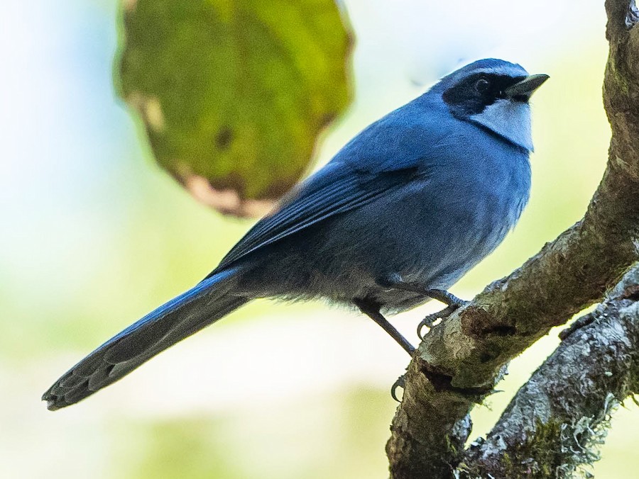 Dwarf Jay - eBird