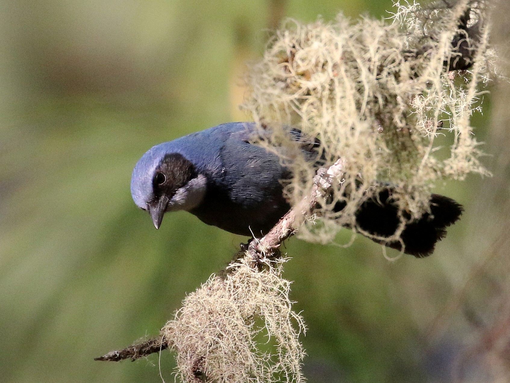 Dwarf Jay - eBird