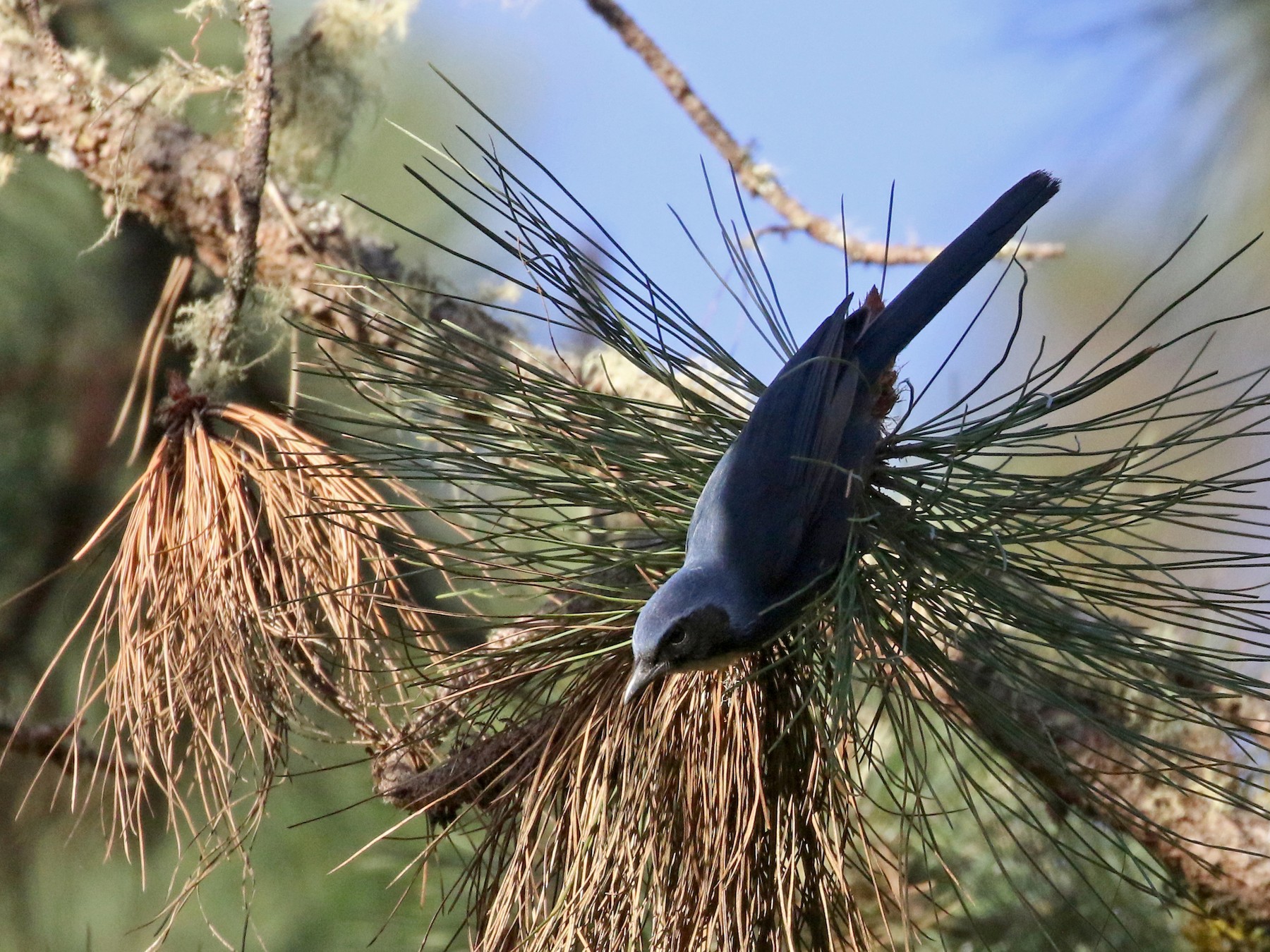 Dwarf Jay - eBird