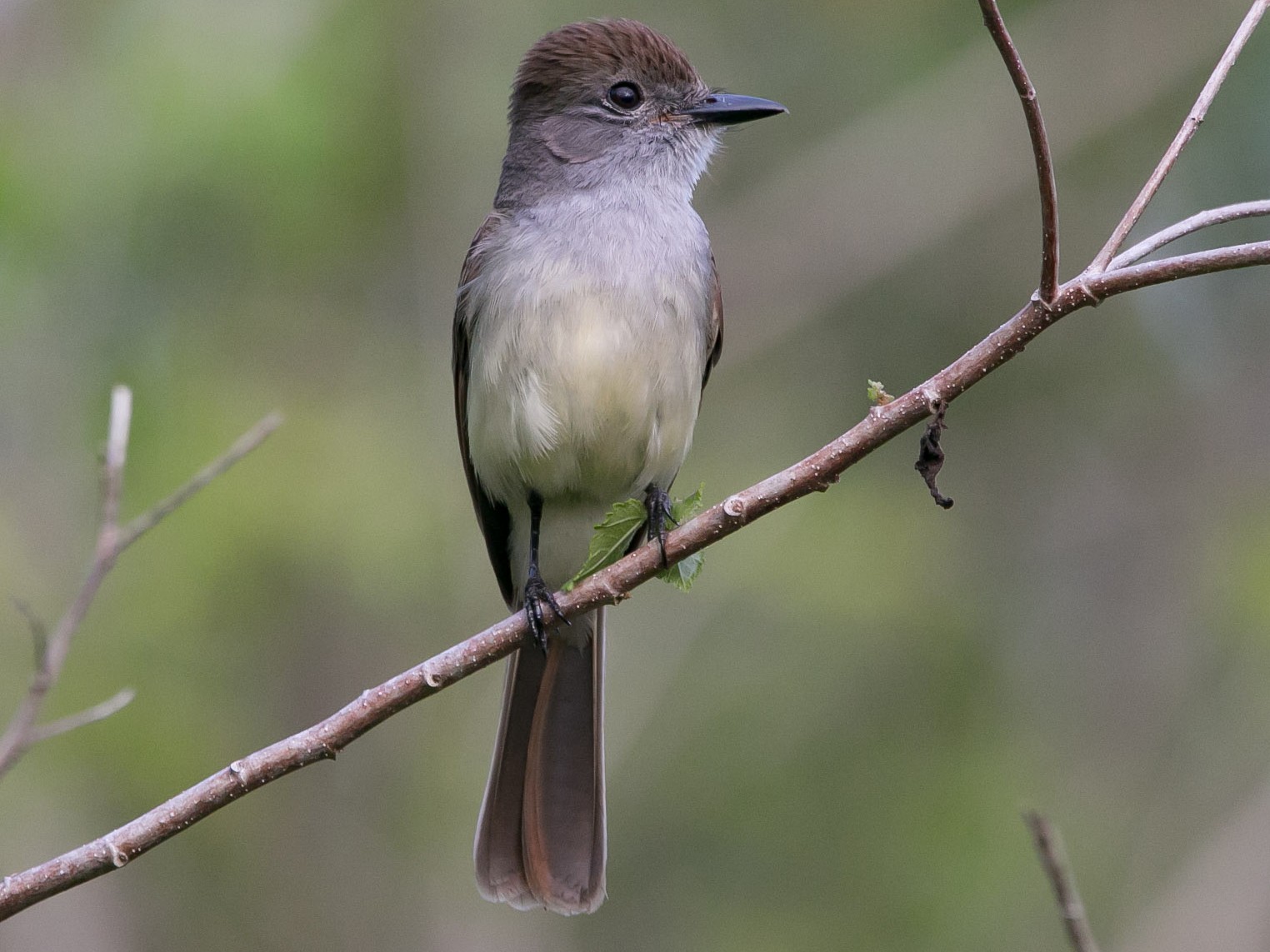 Yucatan Flycatcher - eBird