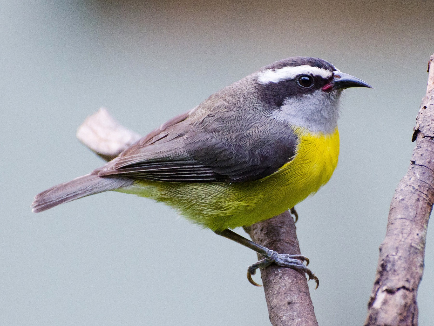 Bananaquit EBird