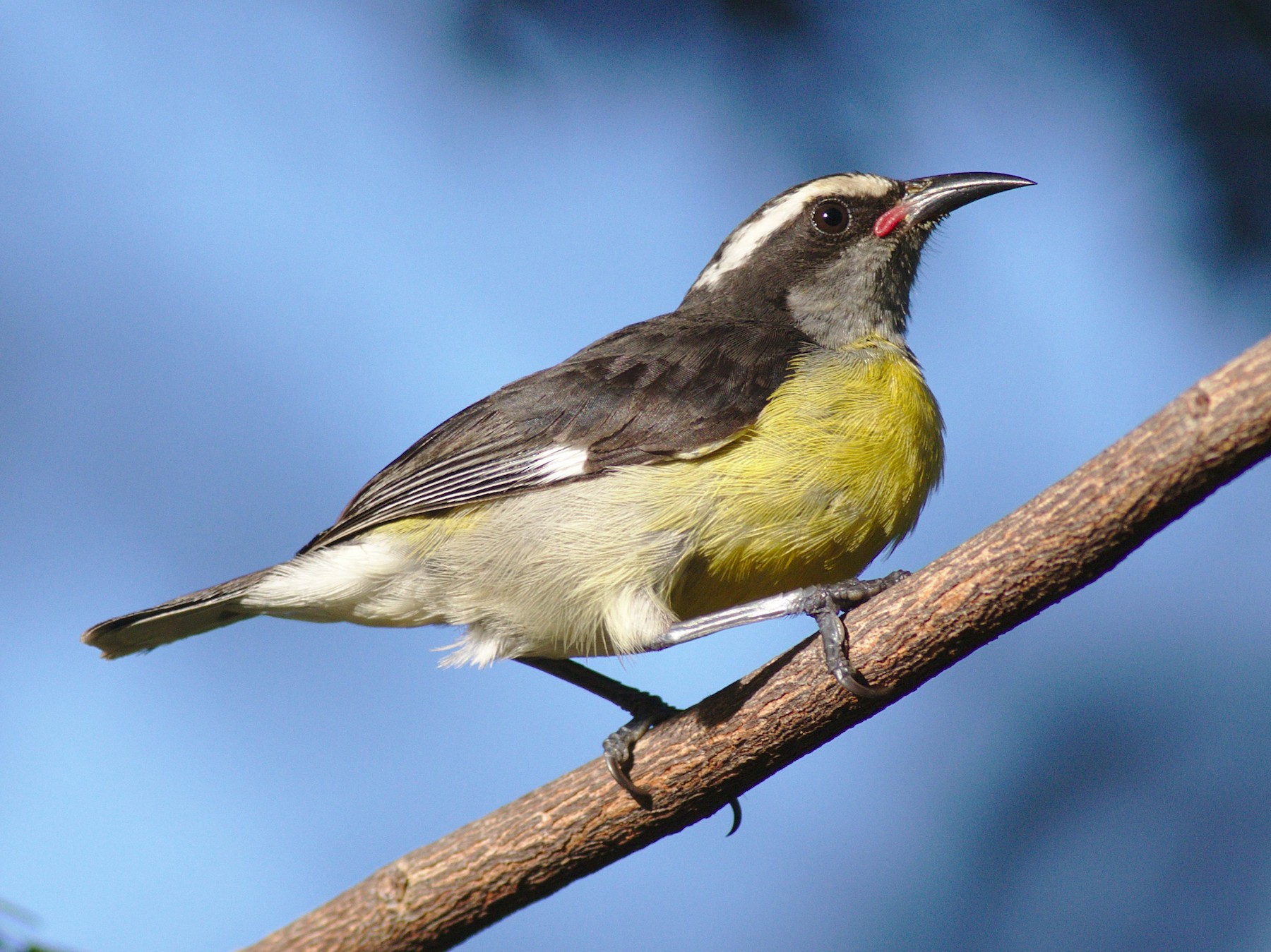 Bananaquit EBird