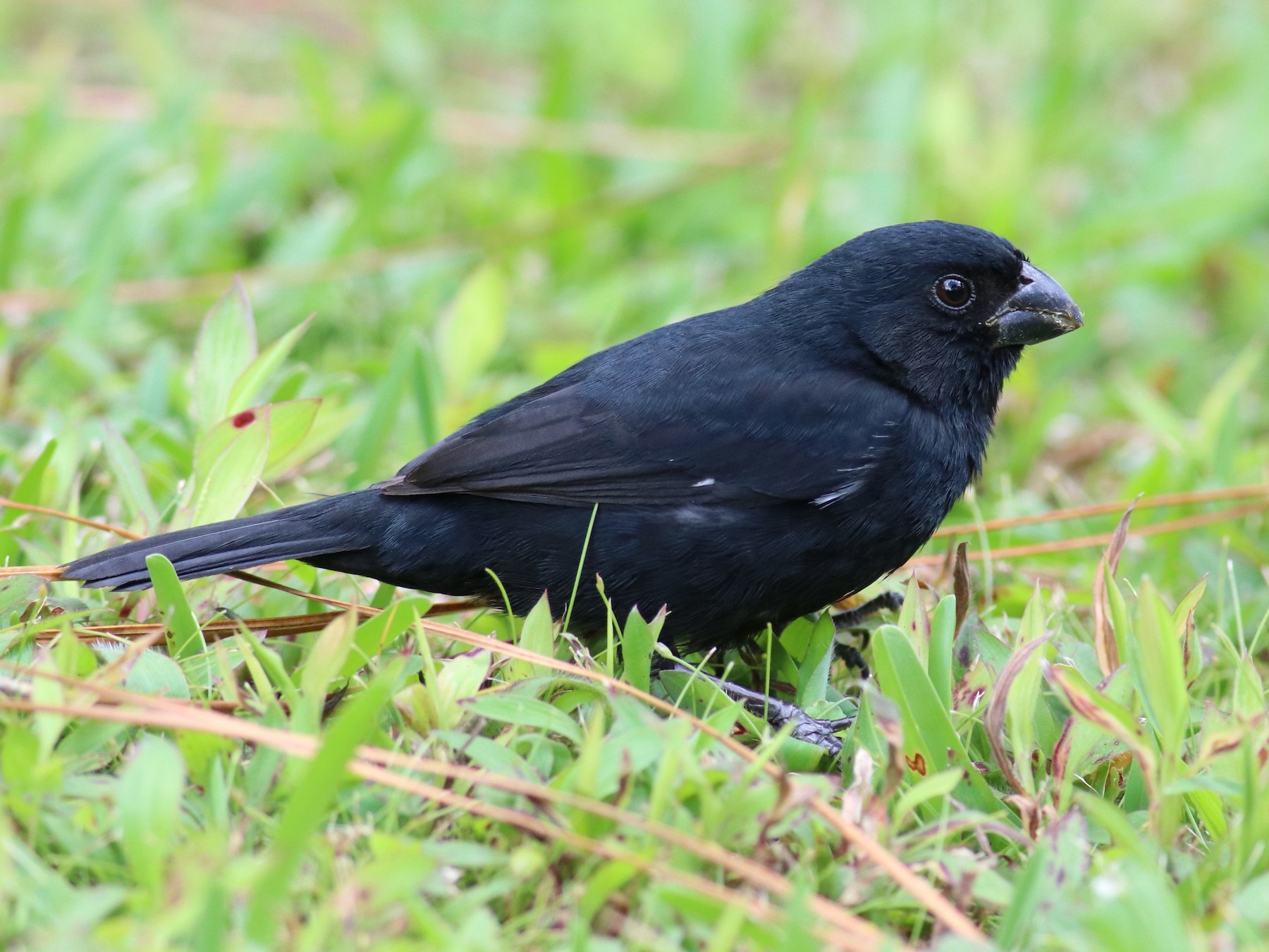 Variable Seedeater - eBird