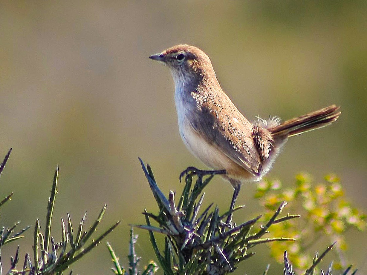 Sandy Gallito - eBird
