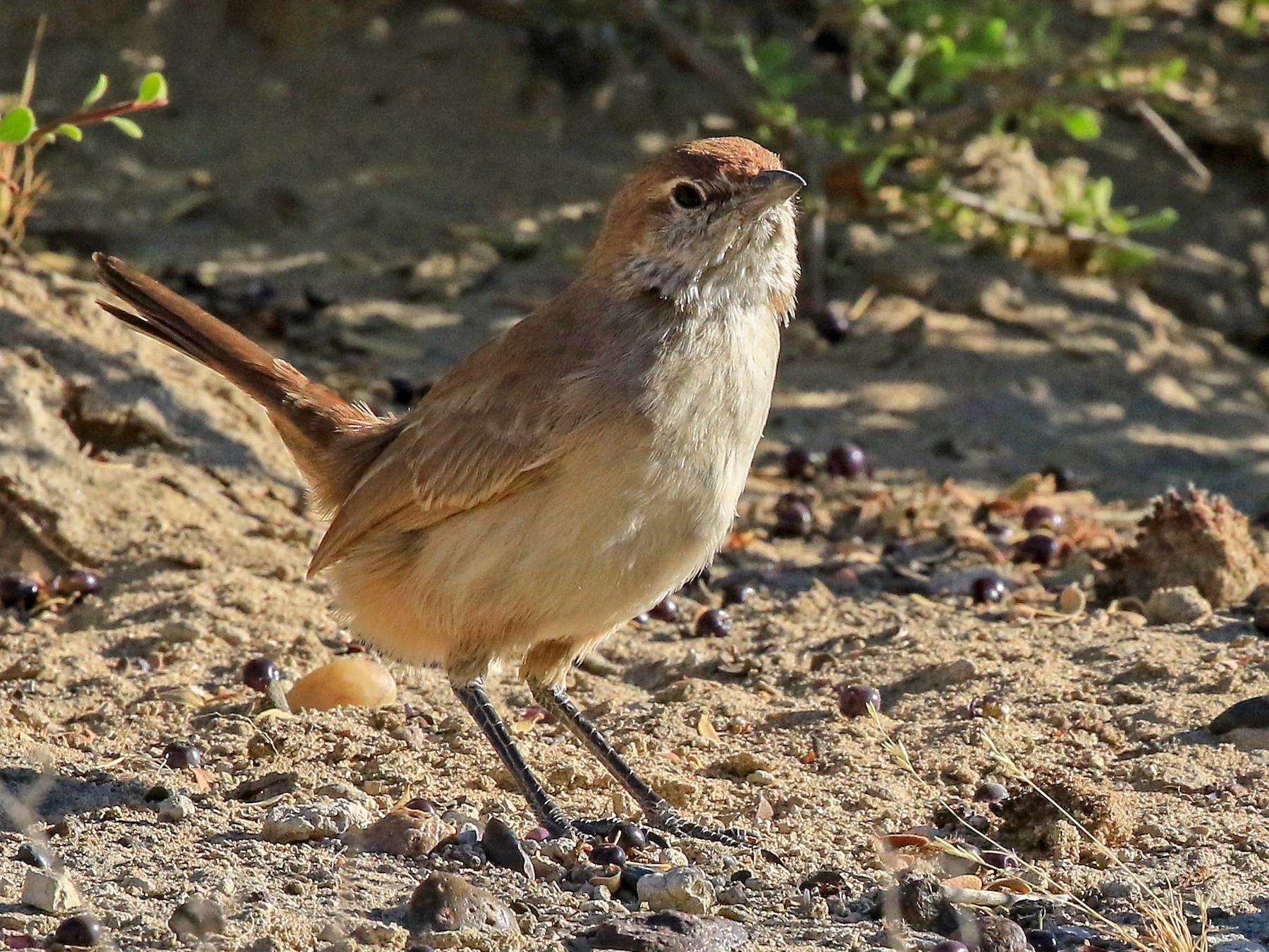 Sandy Gallito - eBird