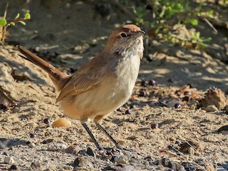Sandy Gallito - eBird