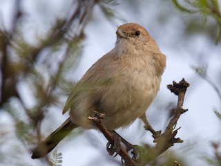 Sandy Gallito - eBird