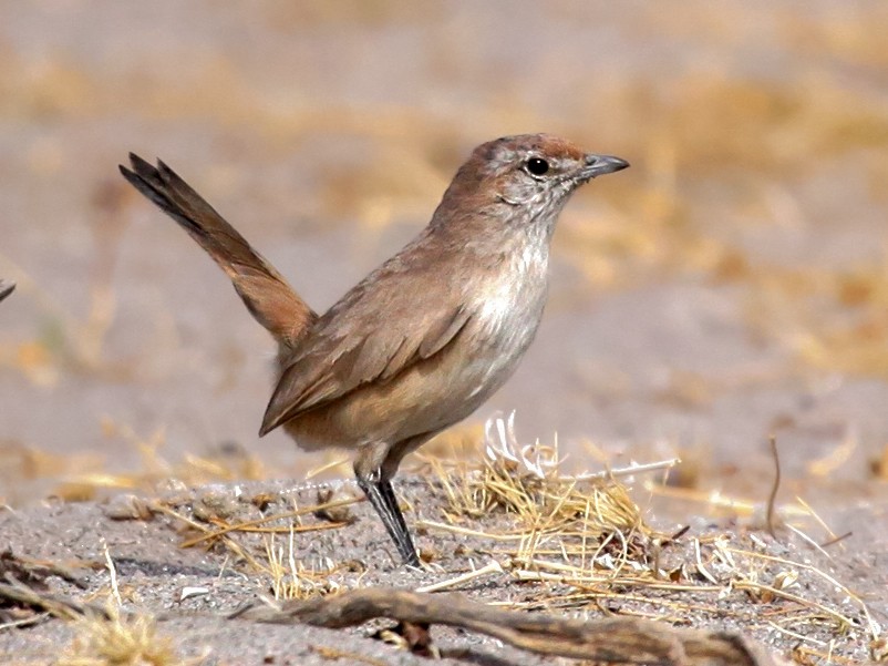 Sandy Gallito - eBird