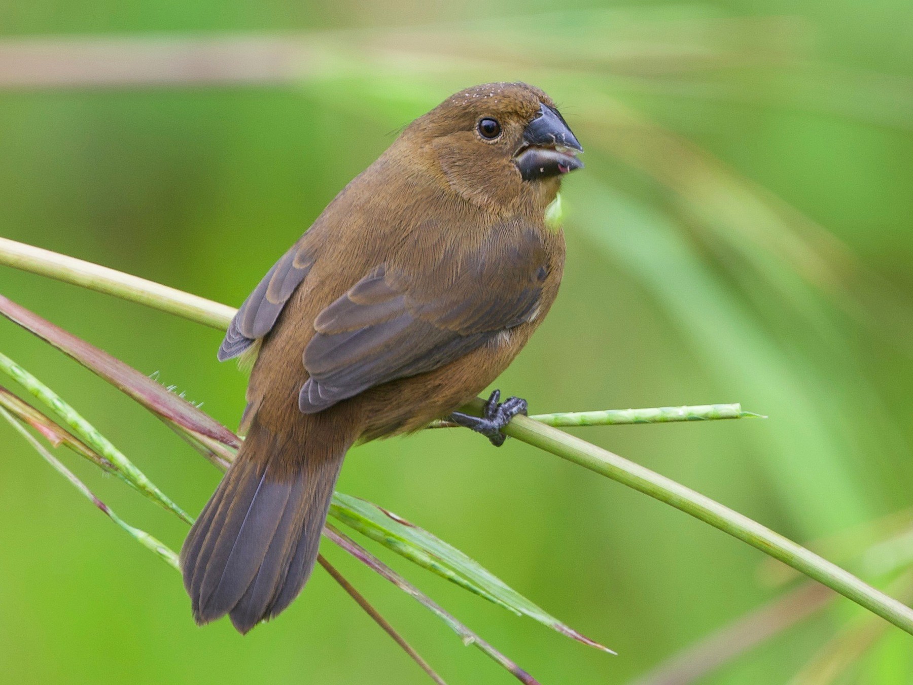 Thick-billed Seed-Finch - eBird