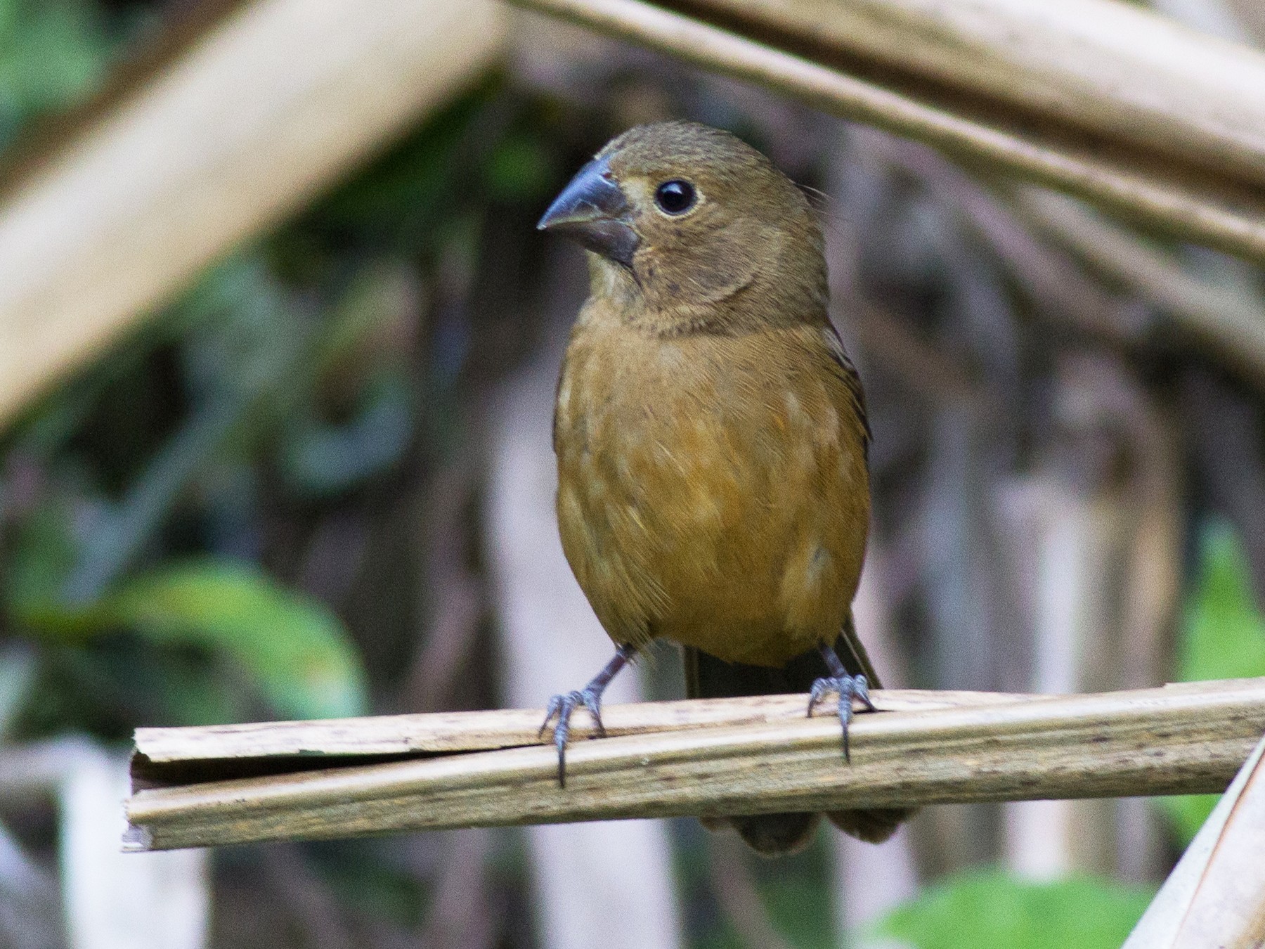 Thick-billed Seed-Finch - eBird