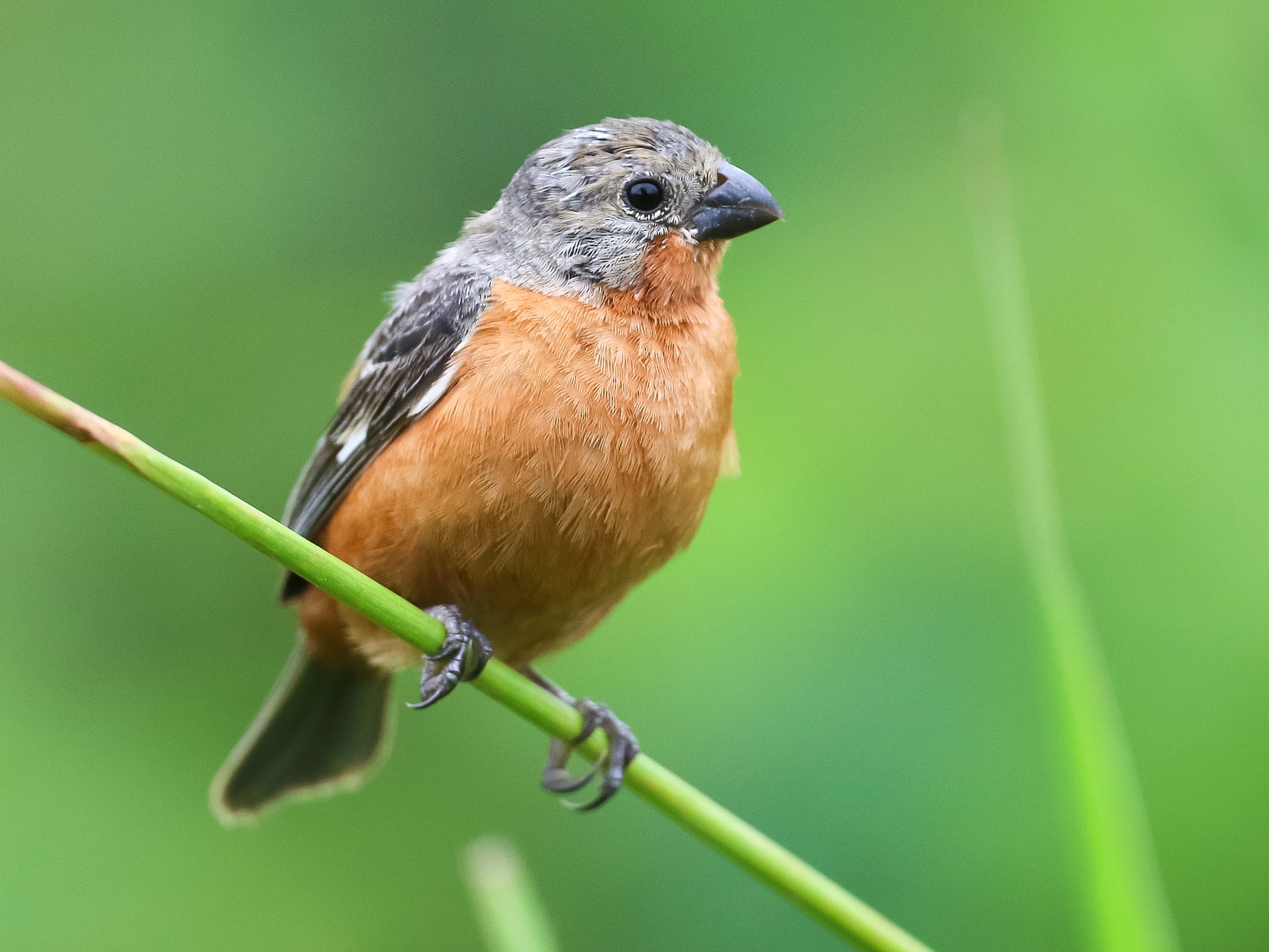 Ruddy-breasted Seedeater - eBird
