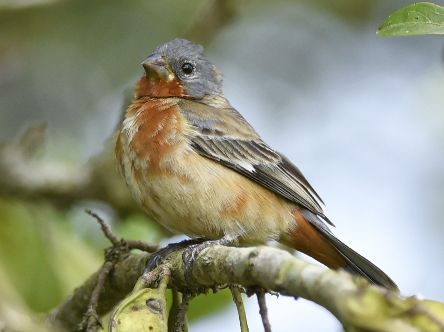 Ruddy-breasted Seedeater - eBird