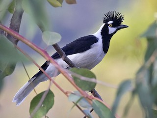 Tufted Jay - eBird