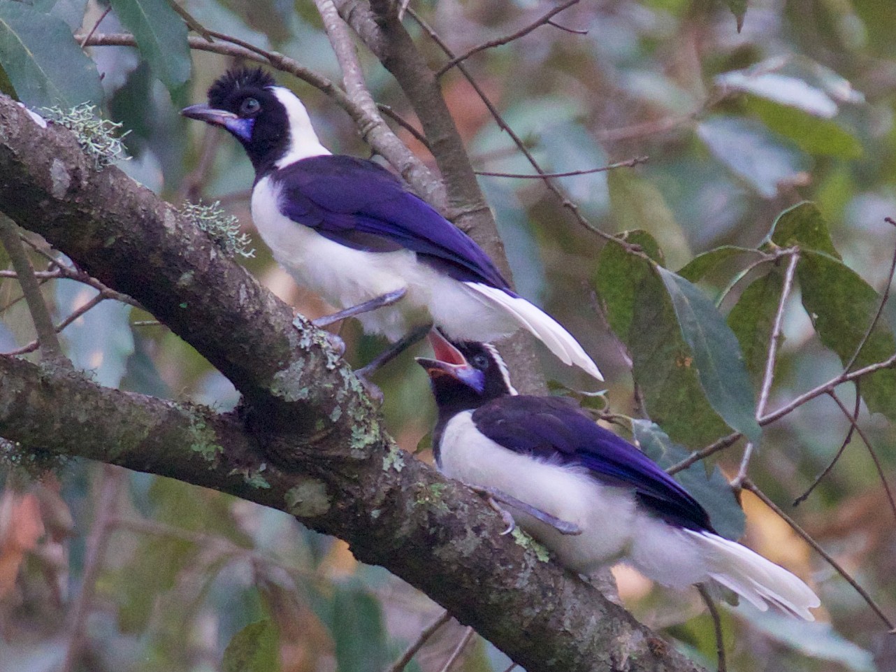 Tufted Jay - eBird