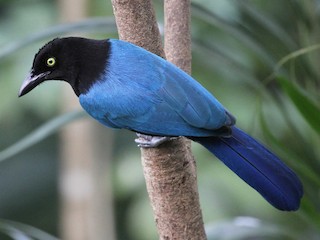 San Blas Jay - eBird