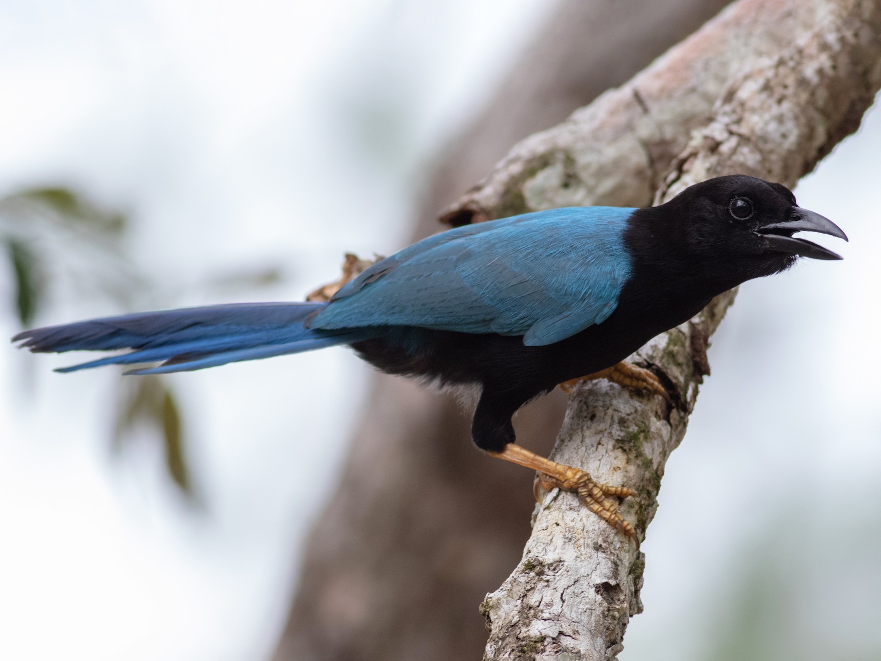 Chara Yucateca - eBird