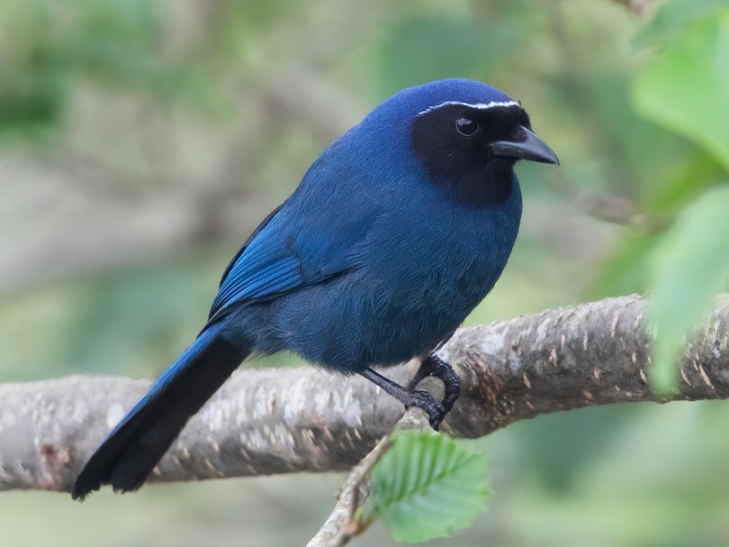 Black Jay Bird