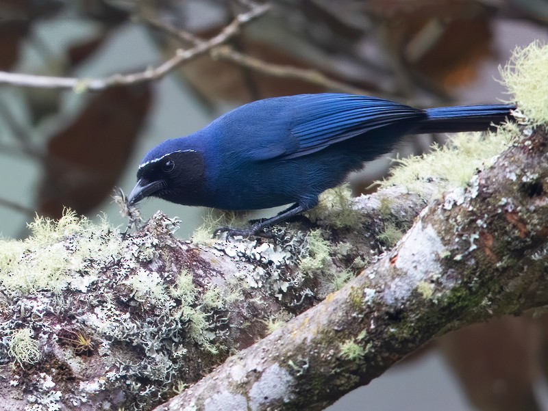 Black-throated Jay - eBird