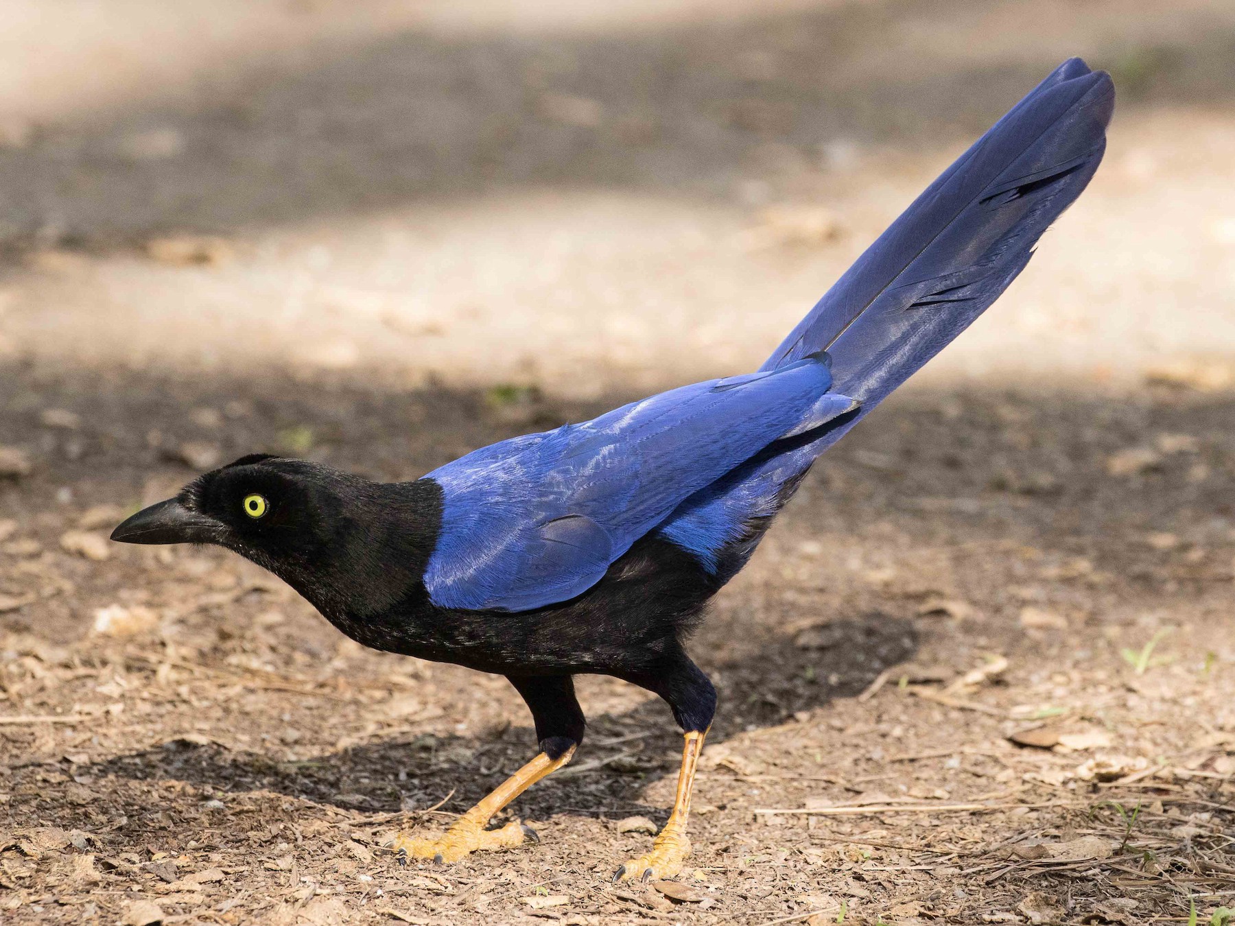 Purple Jay Bird