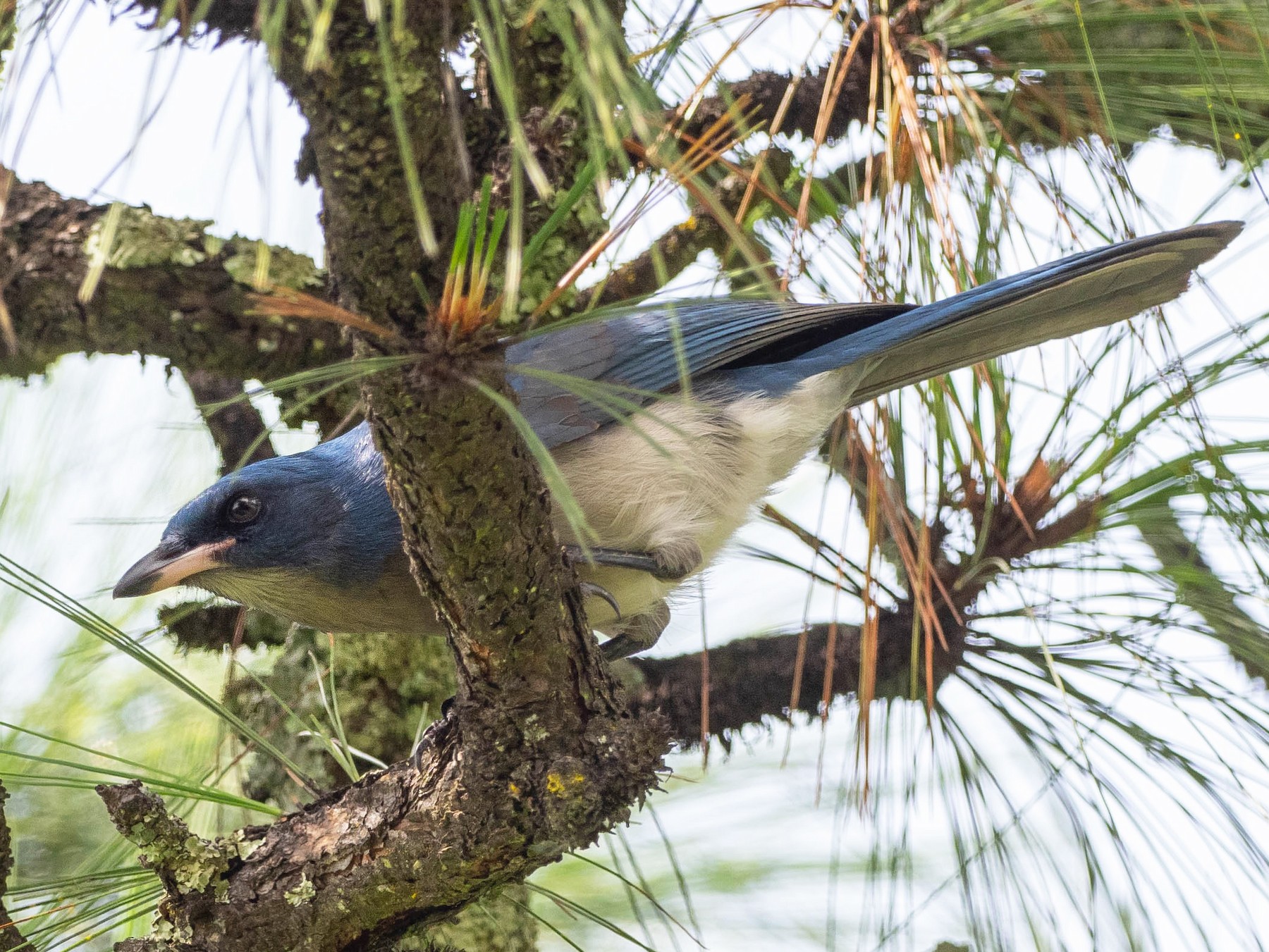 Chara Transvolcánica - eBird