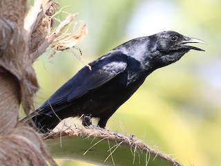 Sinaloa Crow - eBird