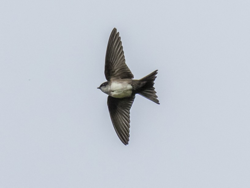 Black-capped Swallow - eBird
