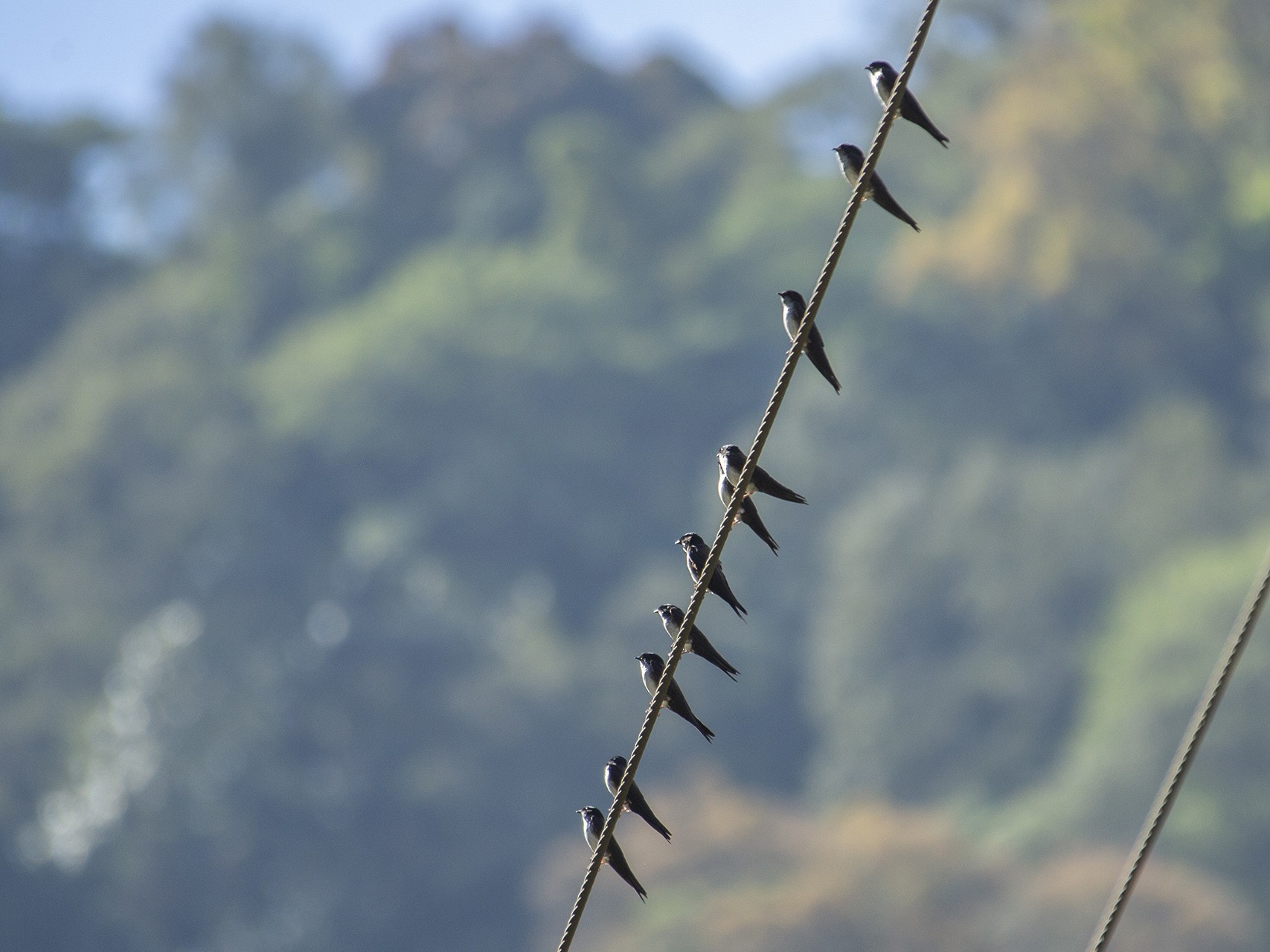 Black-capped Swallow - eBird