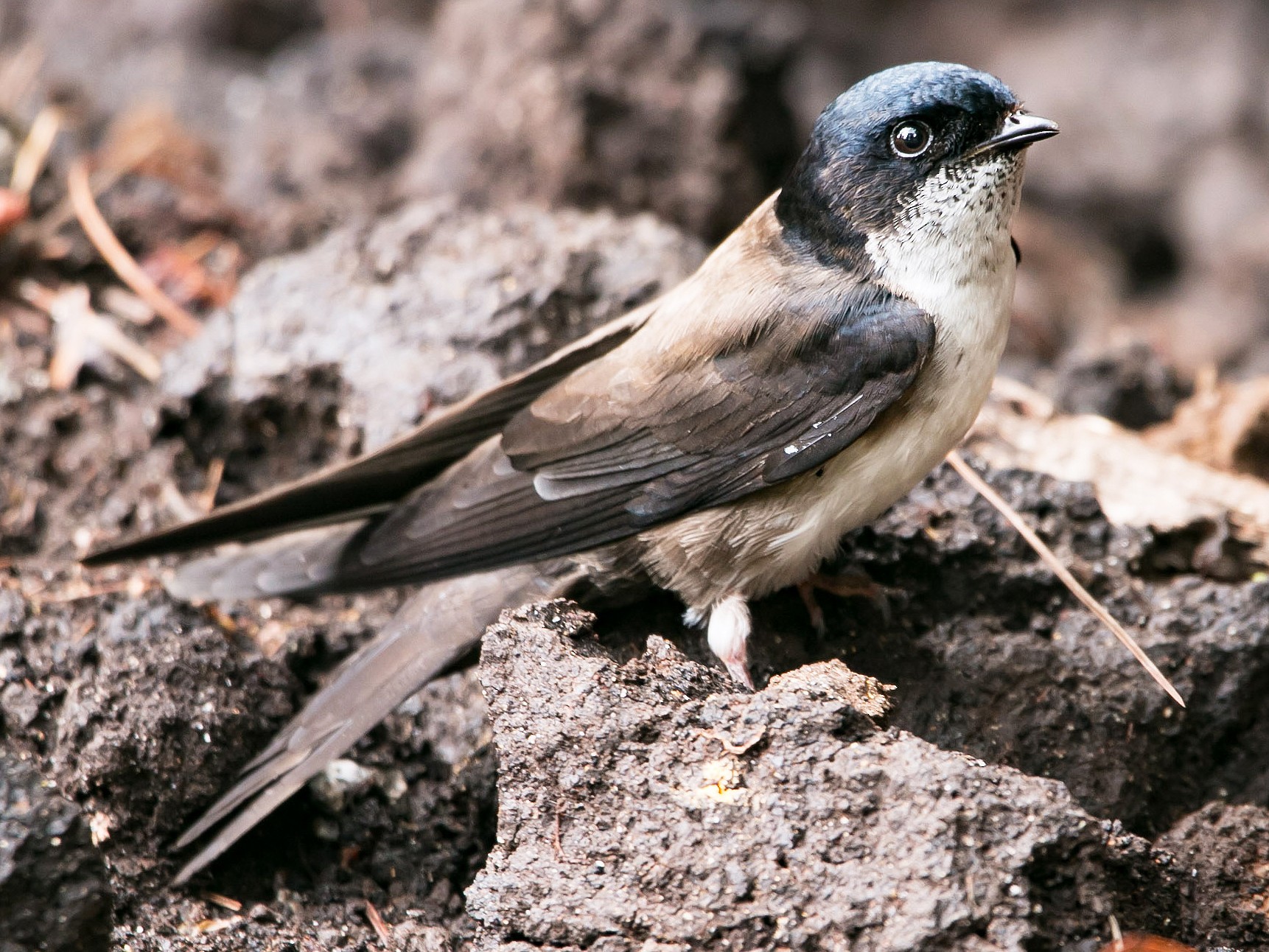 Black-capped Swallow - eBird