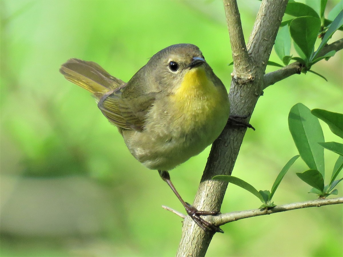 Maryland-DC Breeding Bird Atlas Checklist - 21 May 2020 - Loch Raven ...