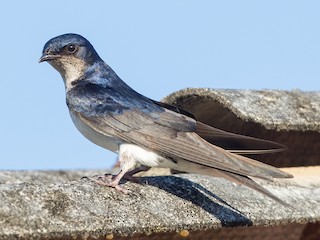 Gray-breasted Martin - eBird