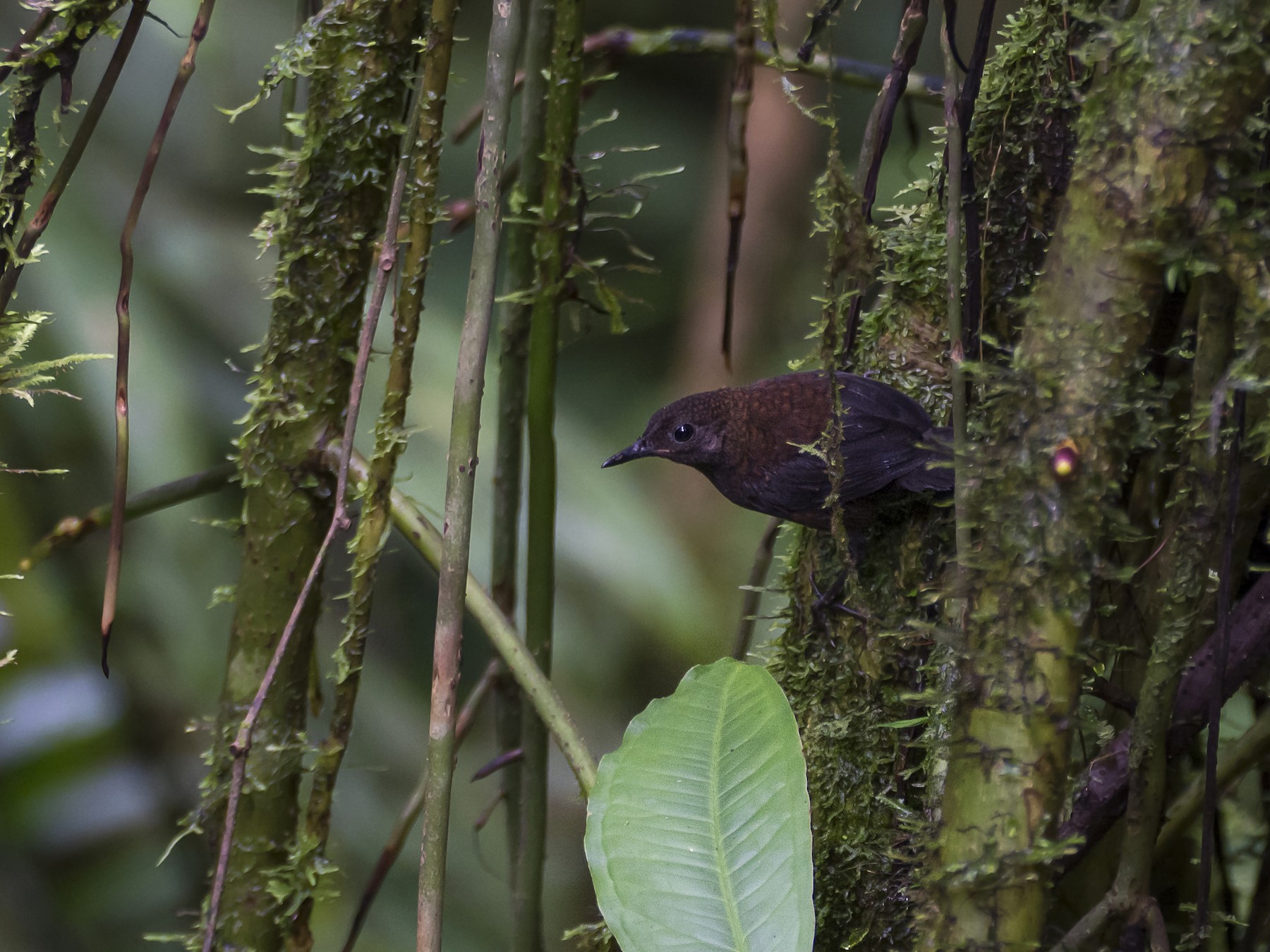 Nightingale Wren - eBird