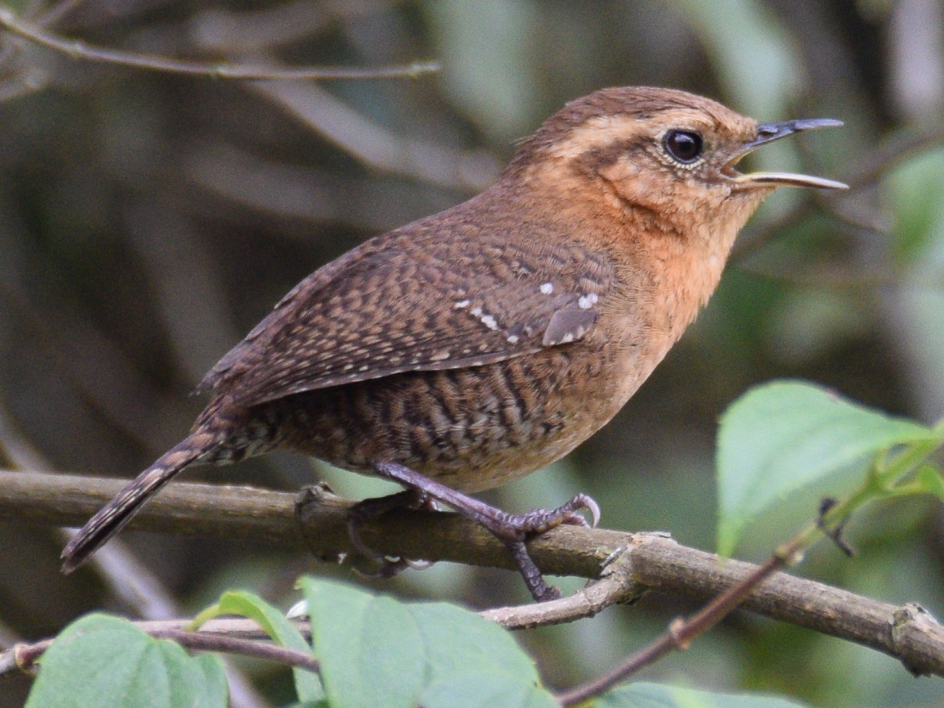 Rufous-browed Wren - eBird