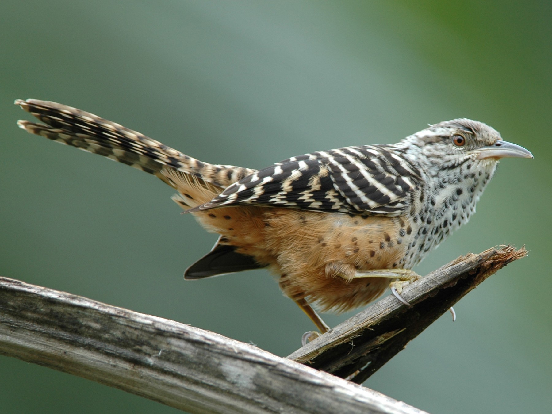Band-backed Wren - eBird