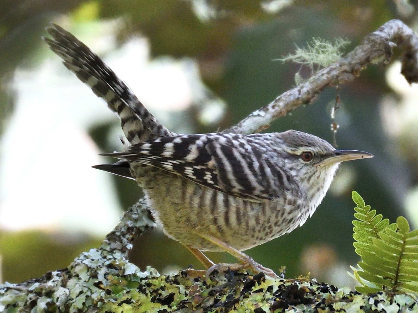 Matraca Barrada - eBird