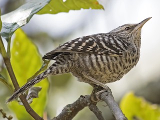 Gray-barred Wren - eBird