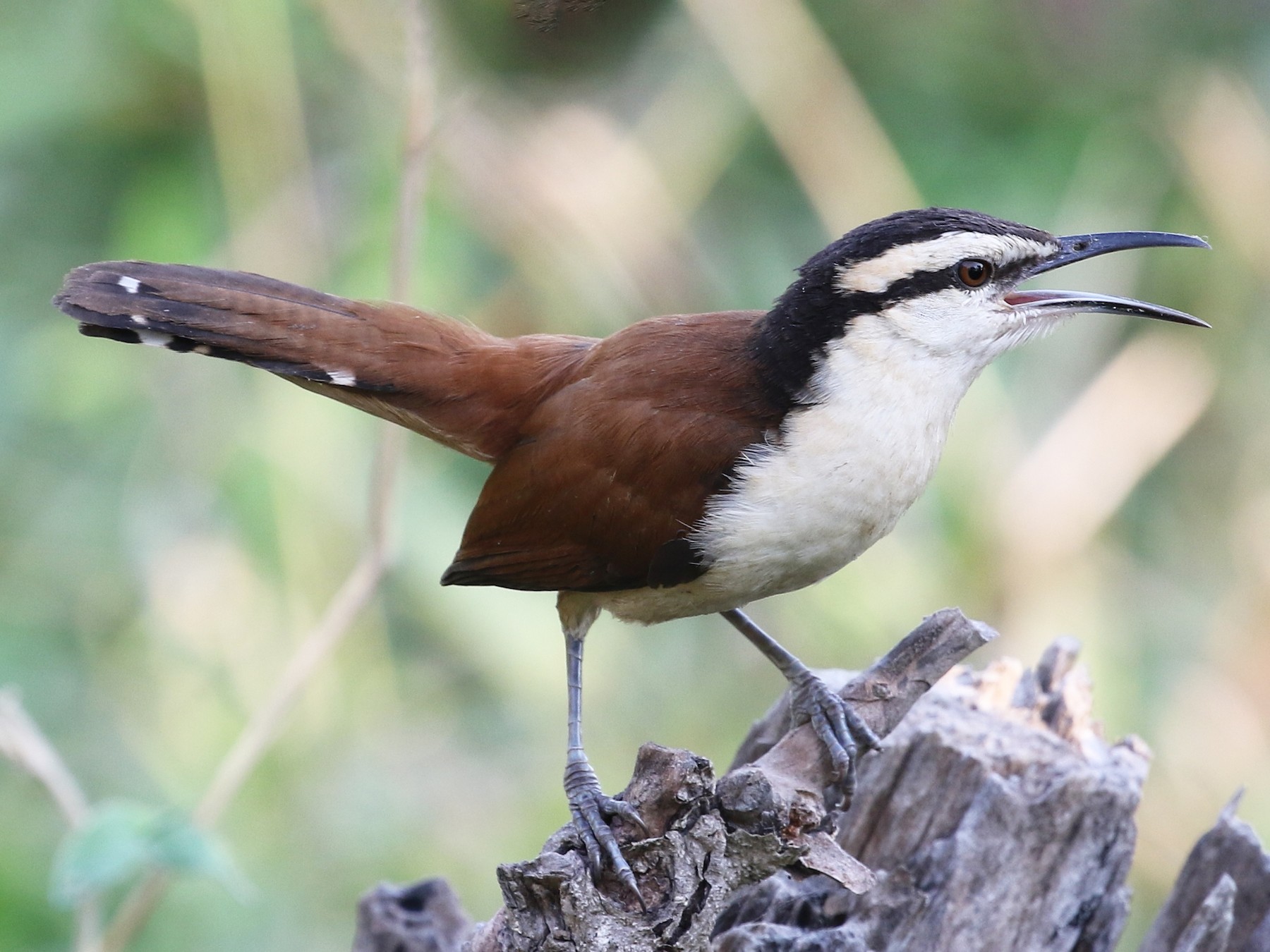 Giant Wren - eBird