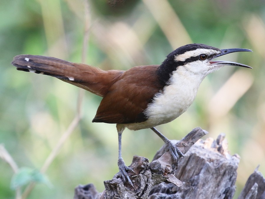 Matraca Chiapaneca - eBird