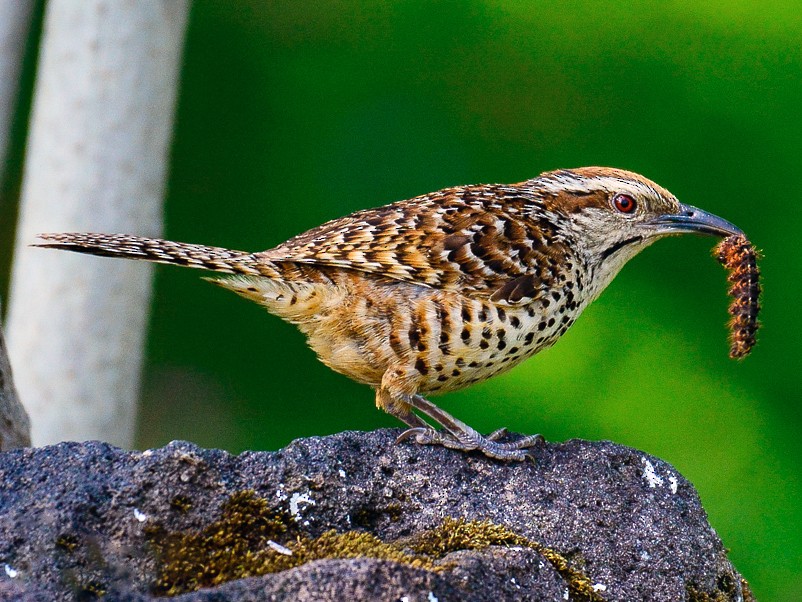 Spotted Wren - eBird
