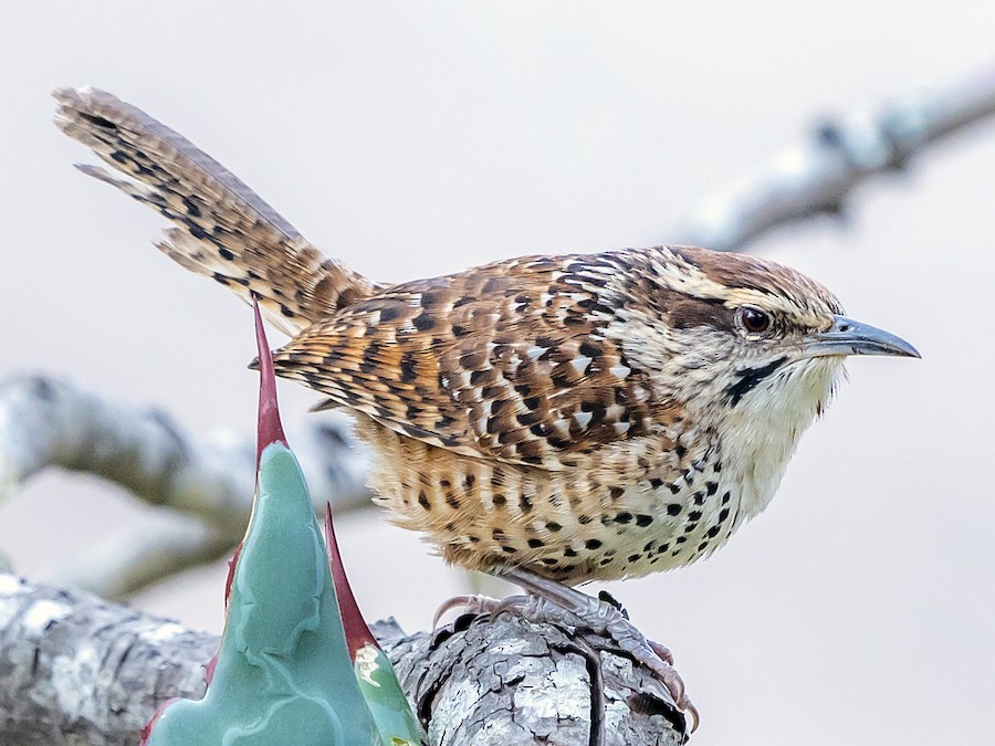 Spotted Wren - eBird