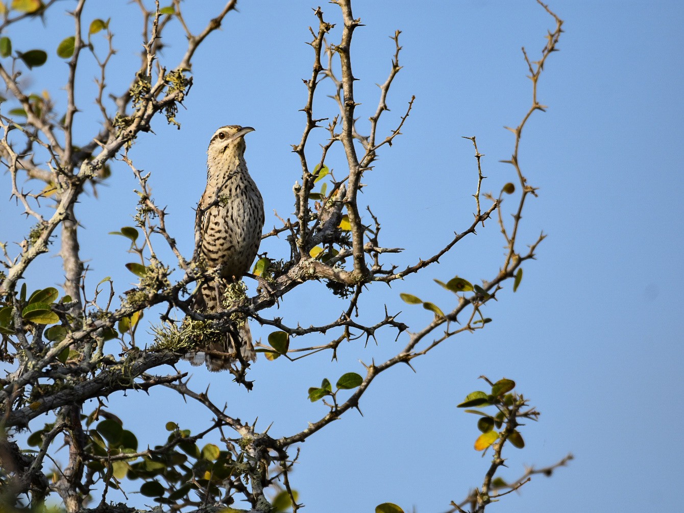 Matraca Yucateca - eBird