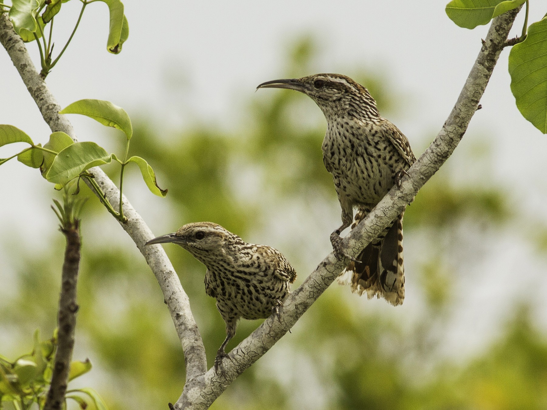 Yucatan Wren - eBird