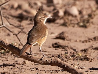 Crested Hornero - eBird