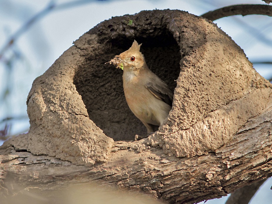 Crested Hornero - eBird