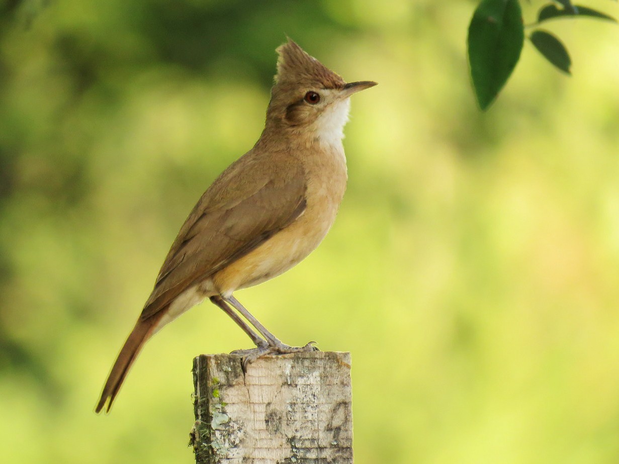 Crested Hornero - eBird