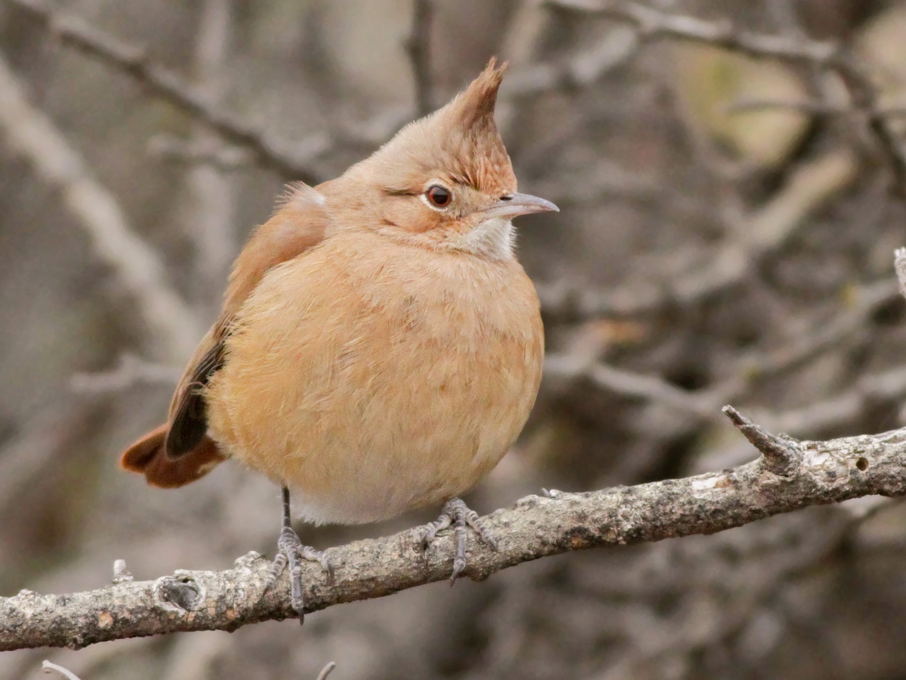 Crested Hornero - eBird