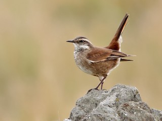 Olrog's Cinclodes - eBird
