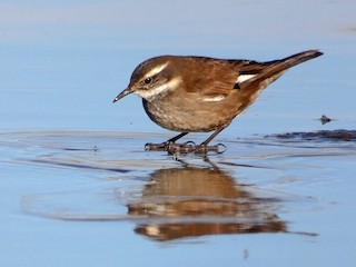 Olrog's Cinclodes - eBird